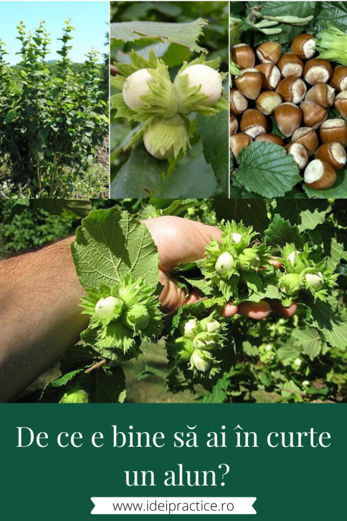 De ce e bine să ai în curte un alun - IdeiPractice.ro
