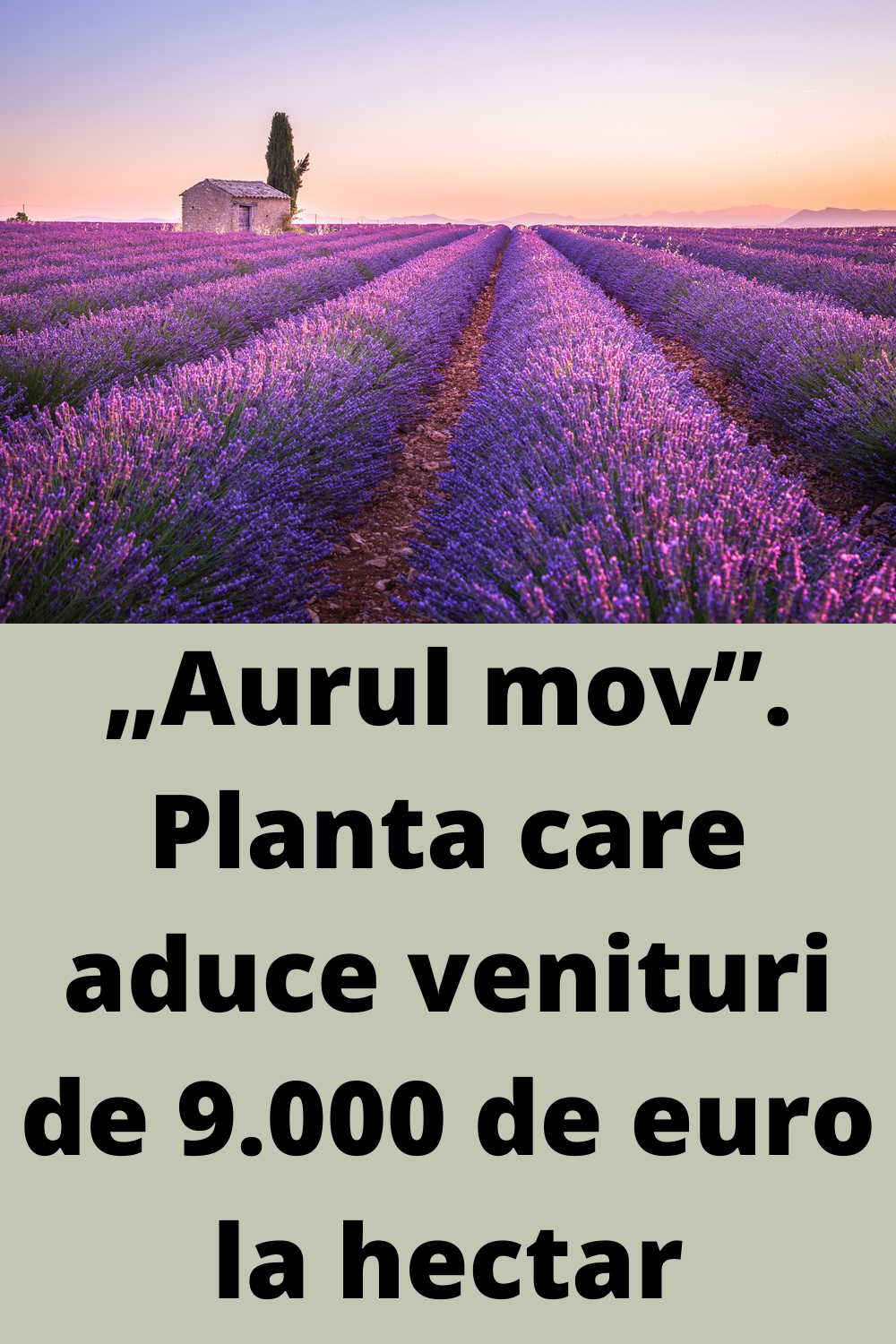 „Aurul mov”. Planta care aduce venituri de 9.000 de euro la hectar ...
