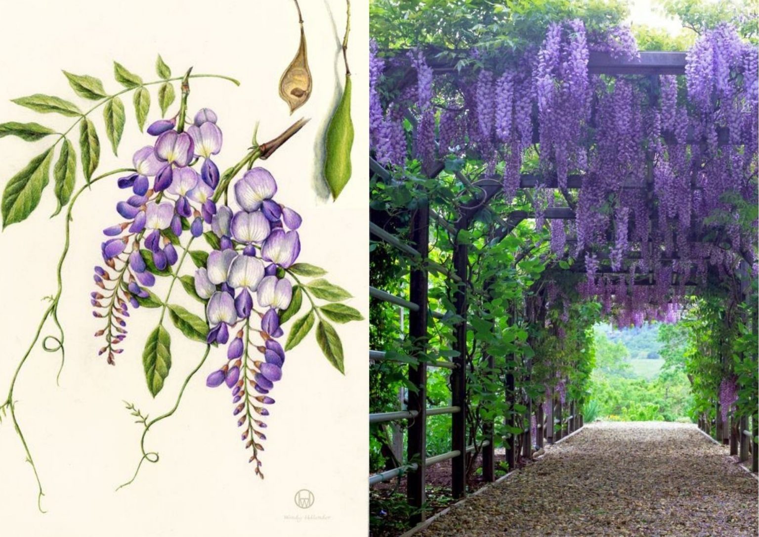 Despre glicina mov numită și salcâm mov sau visteria - IdeiPractice.ro