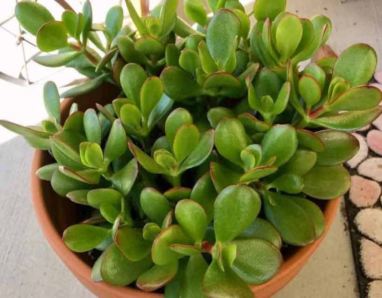 Plante care aduc noroc, prosperitate și avere (Plante norocoase ...