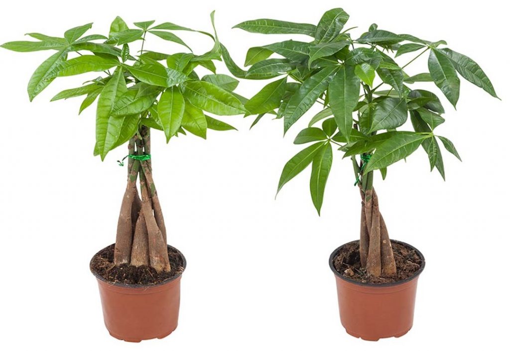 Plante care aduc noroc, prosperitate și avere (Plante norocoase ...