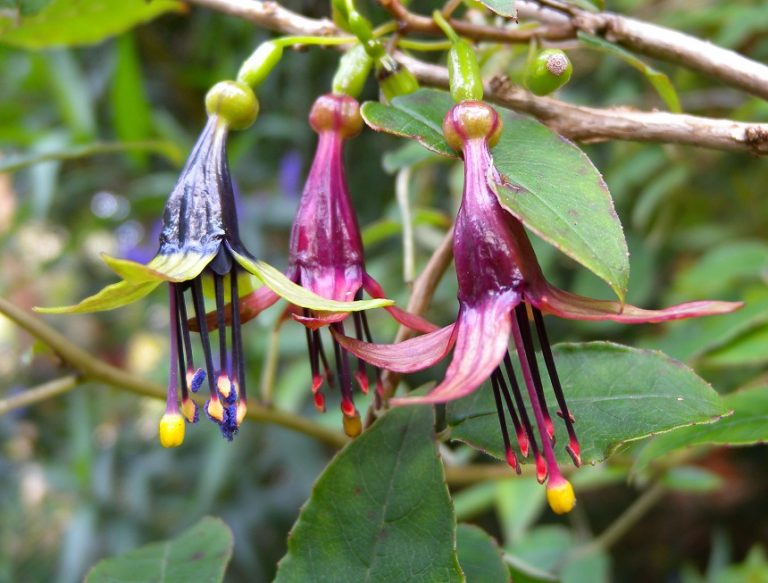 Fucsia (cercelus) - ingrijire si sfaturi - IdeiPractice.ro