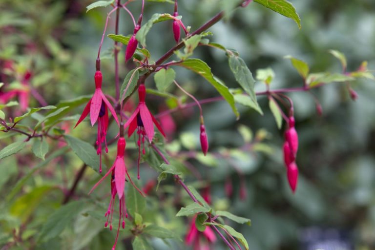 Fucsia (cercelus) - ingrijire si sfaturi - IdeiPractice.ro