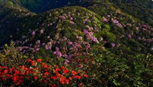 Azalee (rhododendron) - ingrijire și sfaturi - IdeiPractice.ro