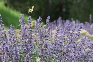 Lavanda - cultivare, utilizare si beneficii - IdeiPractice.ro