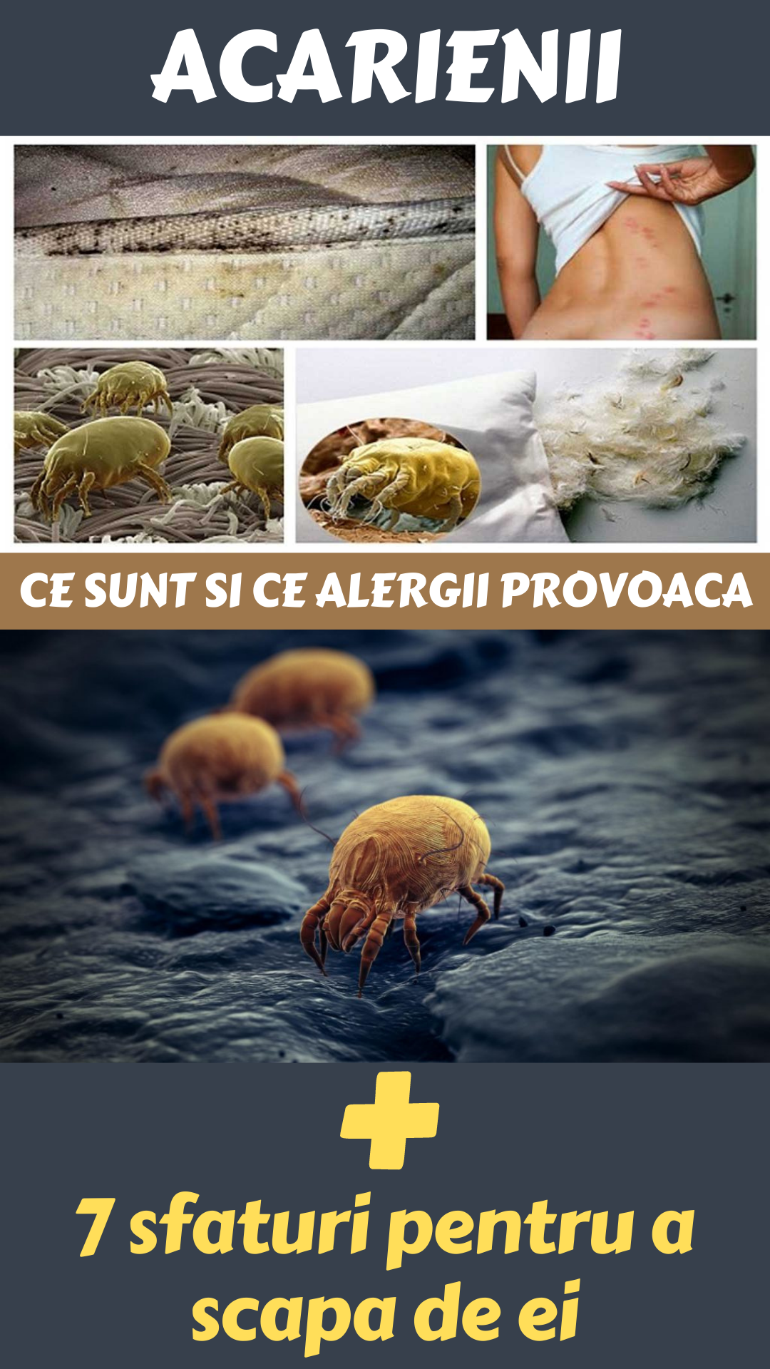 Acarienii: ce sunt si ce alergii provoaca (7 sfaturi pentru a scapa de ...