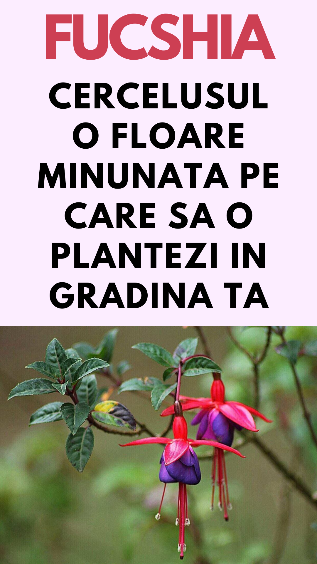Fucsia (cercelus) - ingrijire si sfaturi - IdeiPractice.ro