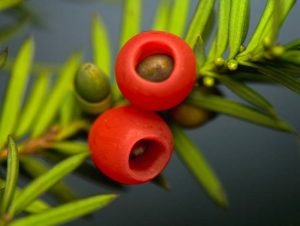 Totul despre arborele tisa (Taxus baccata) - IdeiPractice.ro