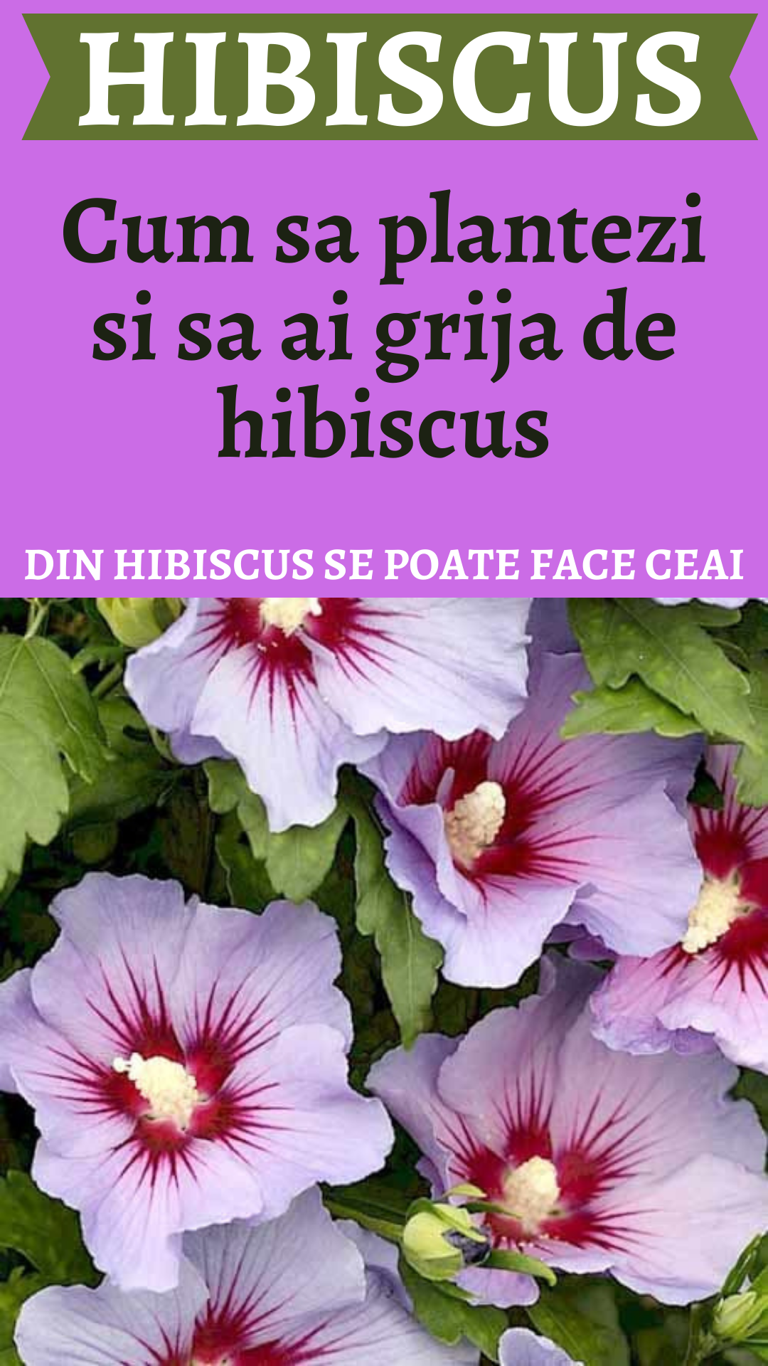 Hibiscus - ingrijire si plantare a celebrei plante pentru ceai ...