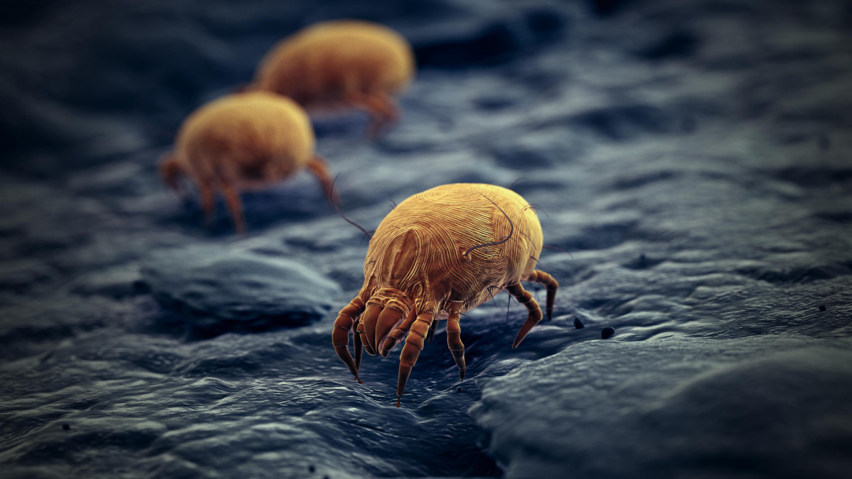 Acarienii: ce sunt si ce alergii provoaca (7 sfaturi pentru a scapa de ...