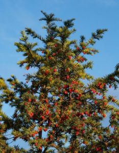 Totul despre arborele tisa (Taxus baccata) - IdeiPractice.ro