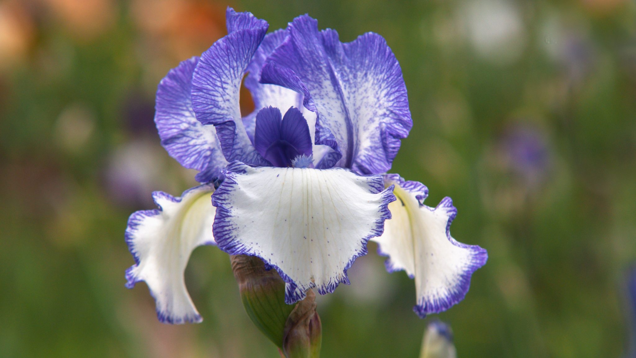 Flori albastre: soiurile pe care neapărat trebuie să le cunoașteți - IdeiPractice.ro