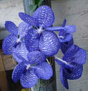 Flori albastre: soiurile pe care neapărat trebuie să le cunoașteți ...