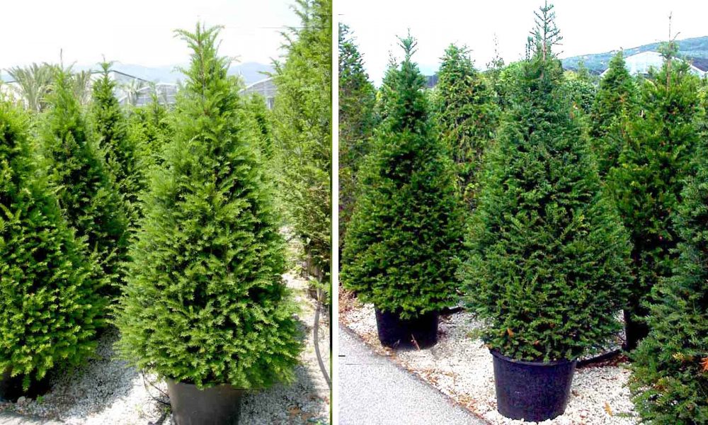 Totul despre arborele tisa (Taxus baccata) - IdeiPractice.ro