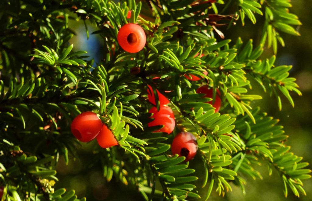 Totul despre arborele tisa (Taxus baccata) - IdeiPractice.ro