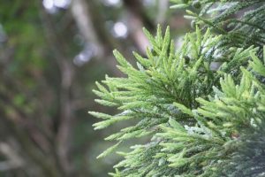 Totul despre arborele tisa (Taxus baccata) - IdeiPractice.ro