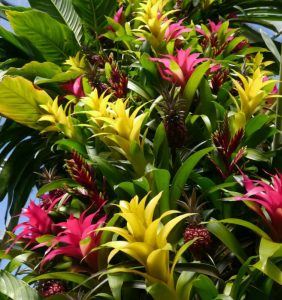 Bromelia, o floare tropicală neprețuită, potrivită pentru cultivarea în ...