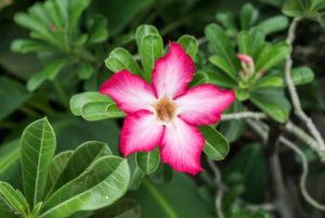 Trandafirul desertului (adenium obesum) caracteristici si ingrijire ...