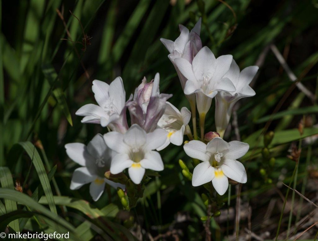 Frezie: cultivare, ingrijire, si caracteristicile acestei flori ...