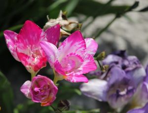 Frezie: cultivare, ingrijire, si caracteristicile acestei flori ...