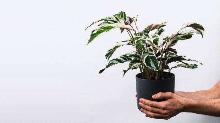 Plante care absorb umiditatea din casa - IdeiPractice.ro