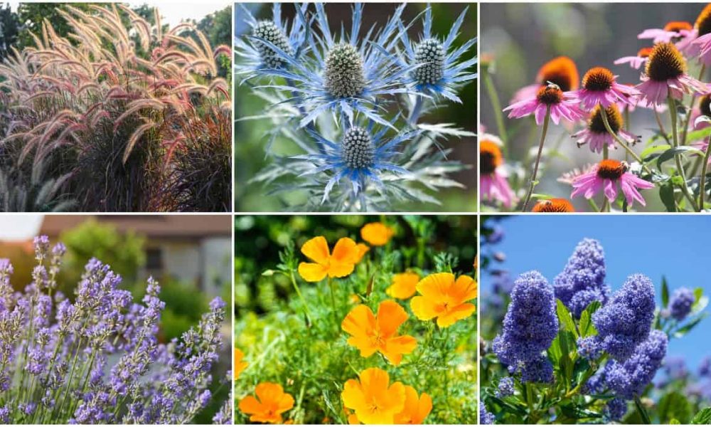 12 plante uimitoare rezistente la secetă de care aveți nevoie pentru ...