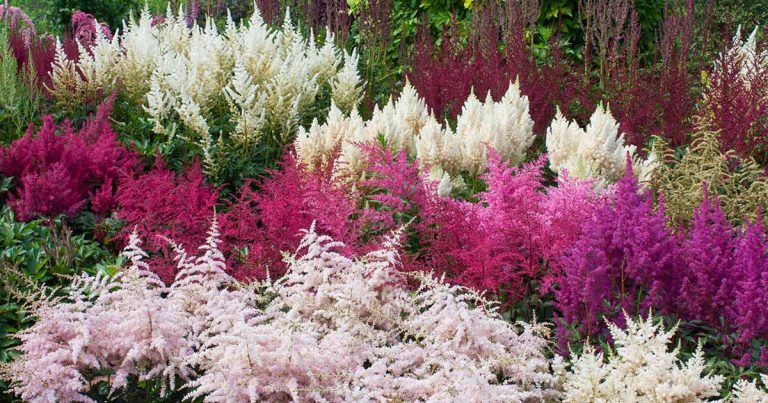 Astilbe: soiuri, sfaturi de ingrijire, si cultivare - IdeiPractice.ro