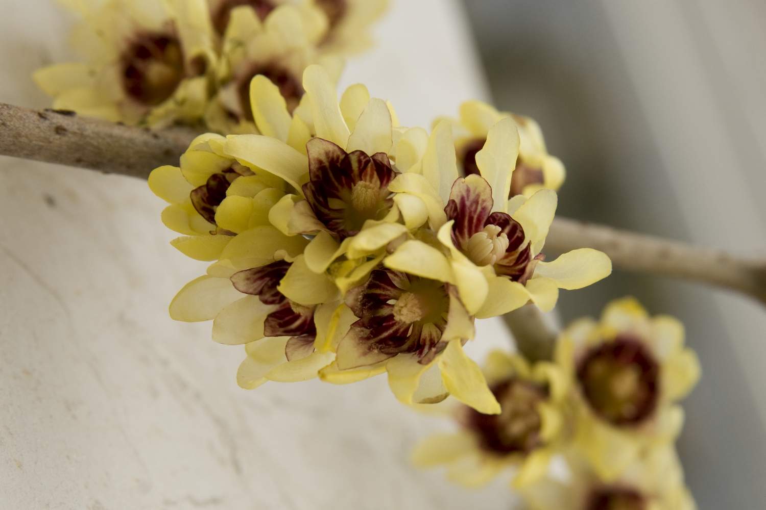 Flori de iarna: 8 cele mai cunoscute si cum sa le cresti cu succes - IdeiPractice.ro