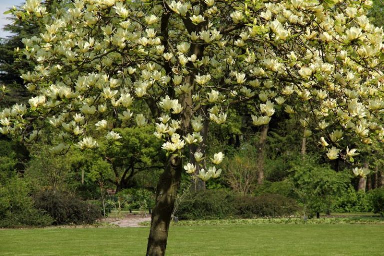 Magnolia: cultivare, inflorire si ingrijire a diferitelor specii de ...