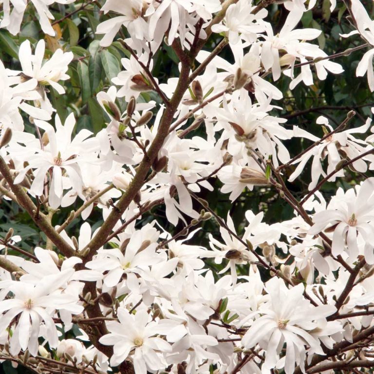 Magnolia: cultivare, inflorire si ingrijire a diferitelor specii de ...