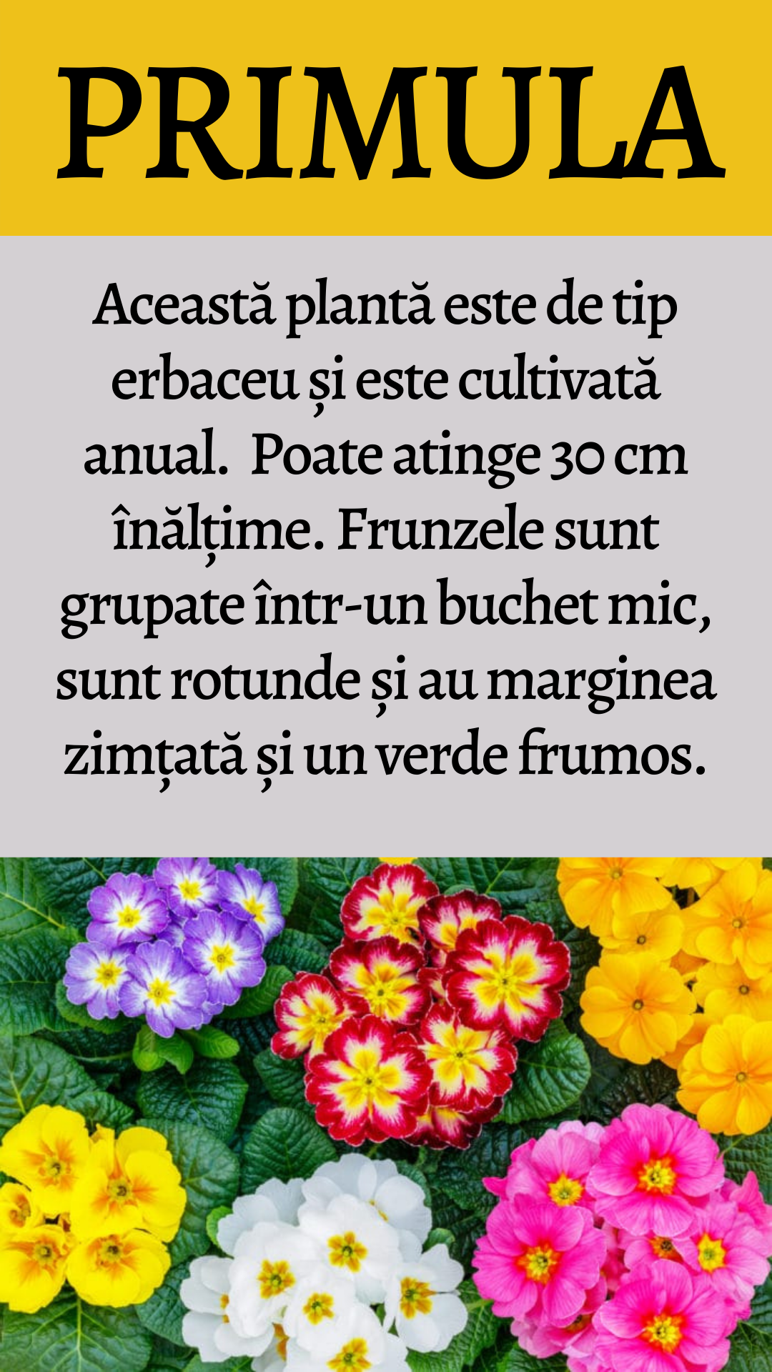 Totul despre primulă, o altă plantă care vestește primăvara ...