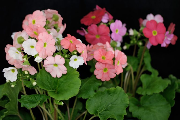 Totul despre primulă, o altă plantă care vestește primăvara ...