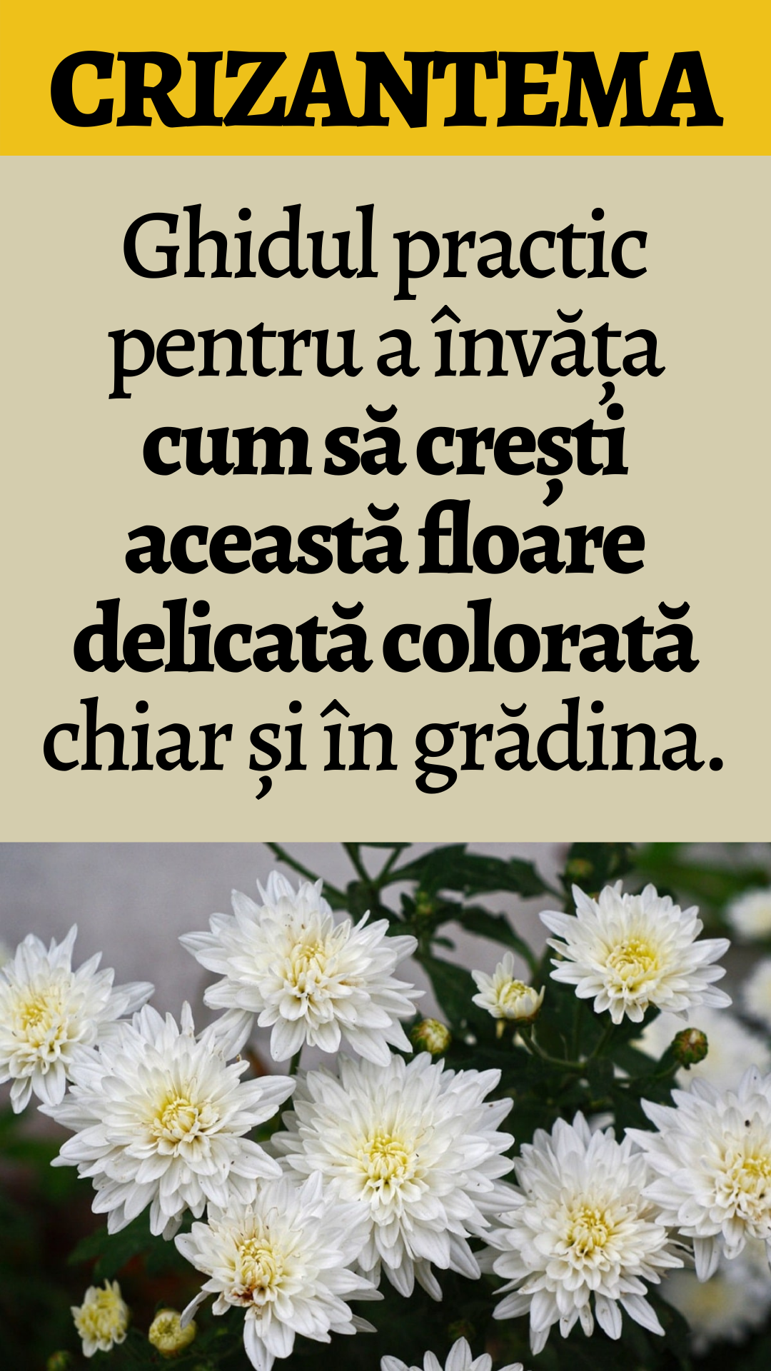 Crizantema: varietatea plantei, soiuri si ingrijire - IdeiPractice.ro