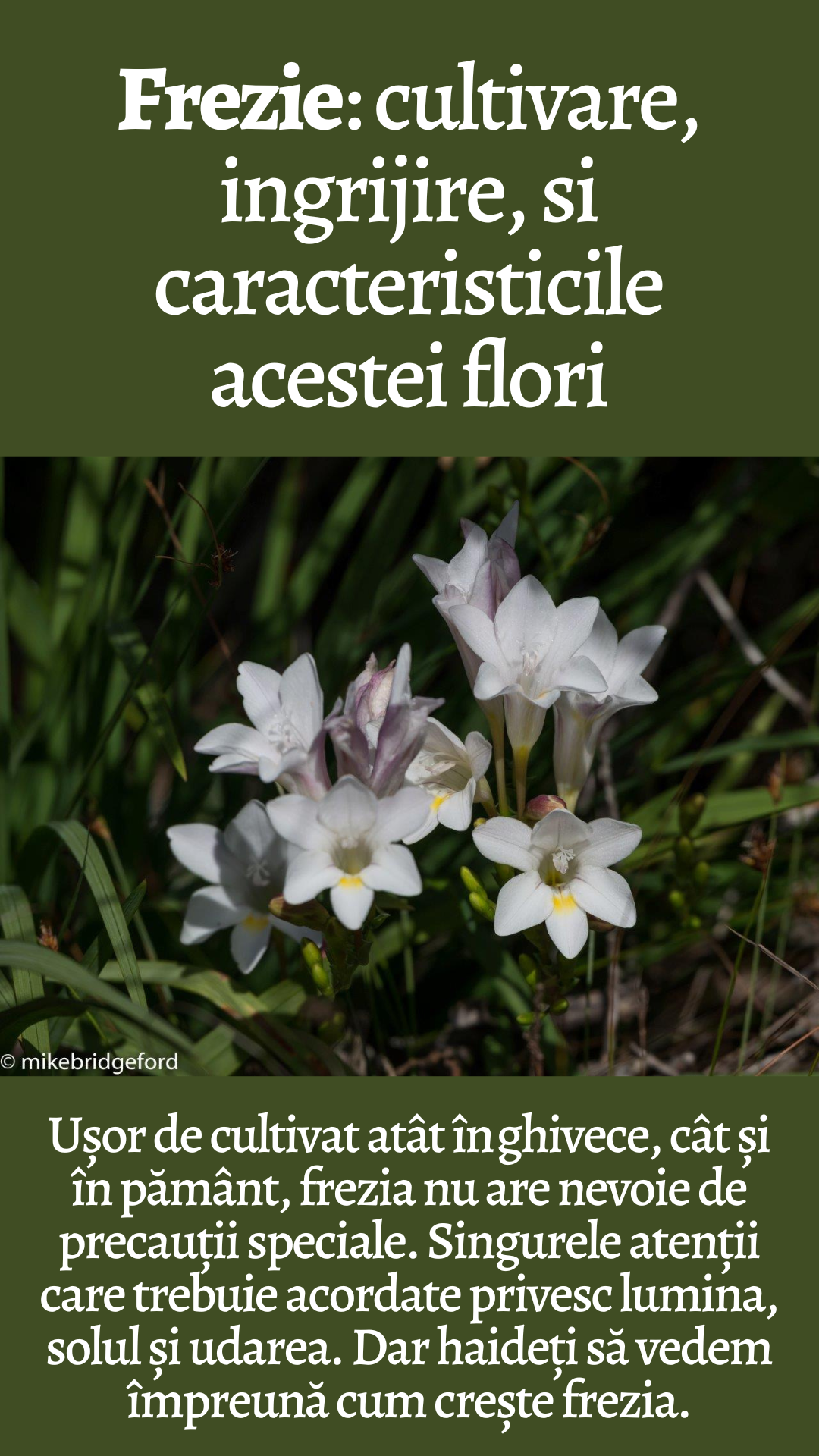 Frezie: cultivare, ingrijire, si caracteristicile acestei flori ...