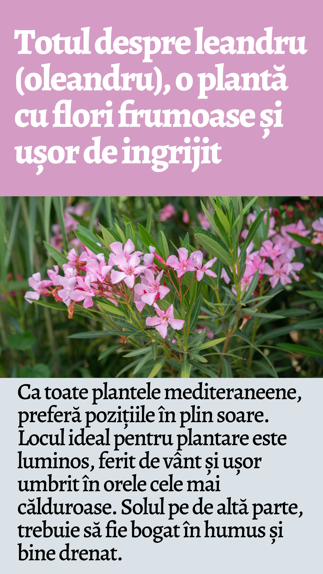 Totul despre leandru (oleandru), o plantă cu flori frumoase și ușor de ...