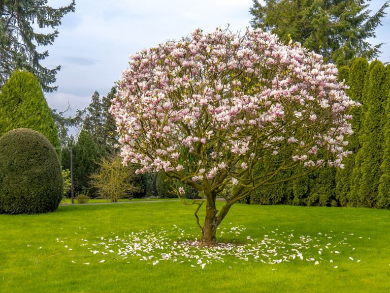 Magnolia: cultivare, inflorire si ingrijire a diferitelor specii de ...