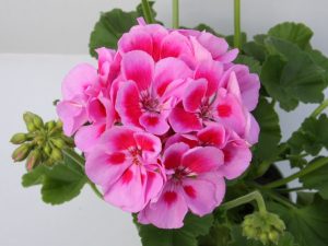 Cum sa cresti muscate: tipuri, ingrijire, si sfaturi practice ...