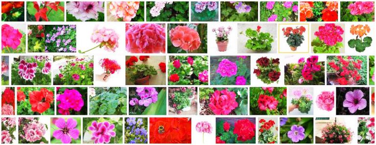 Cum sa cresti muscate: tipuri, ingrijire, si sfaturi practice ...