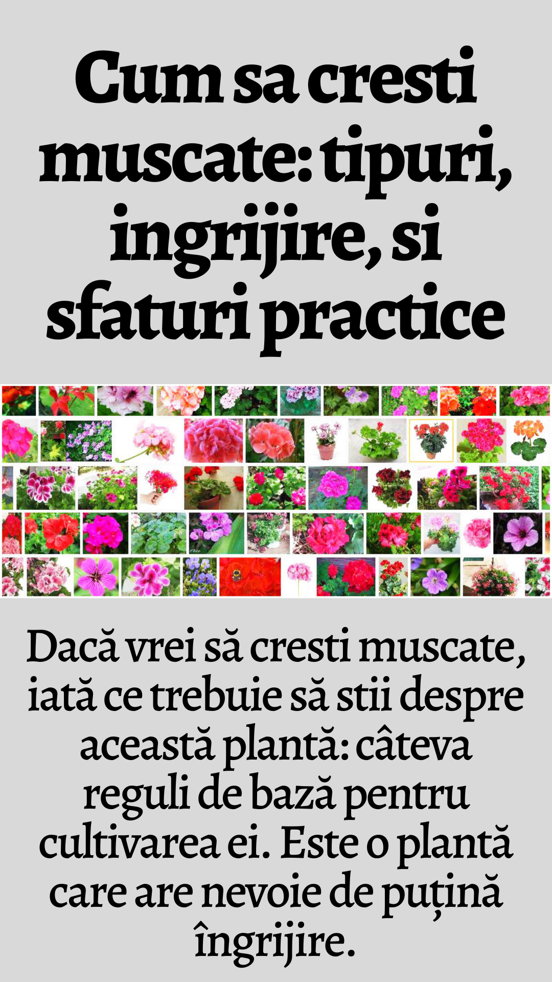 Cum sa cresti muscate: tipuri, ingrijire, si sfaturi practice ...