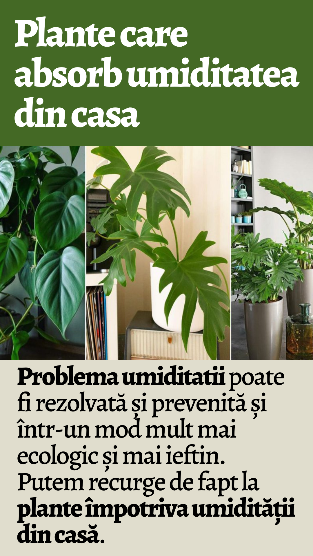 Plante care absorb umiditatea din casa - IdeiPractice.ro