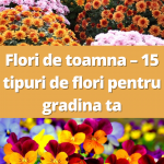 Flori de toamna - 15 tipuri de flori pentru gradina ta - IdeiPractice.ro