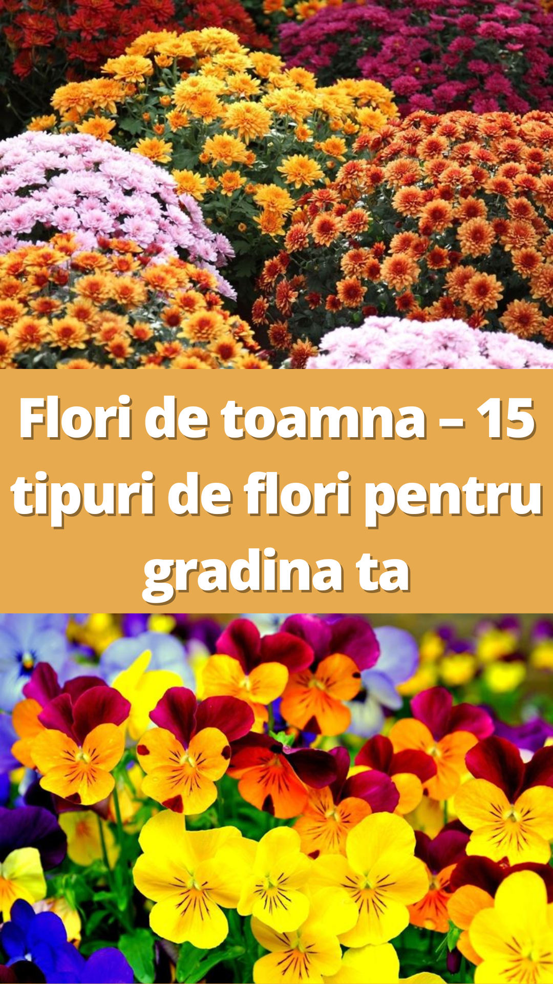 Flori de toamna - 15 tipuri de flori pentru gradina ta - IdeiPractice.ro