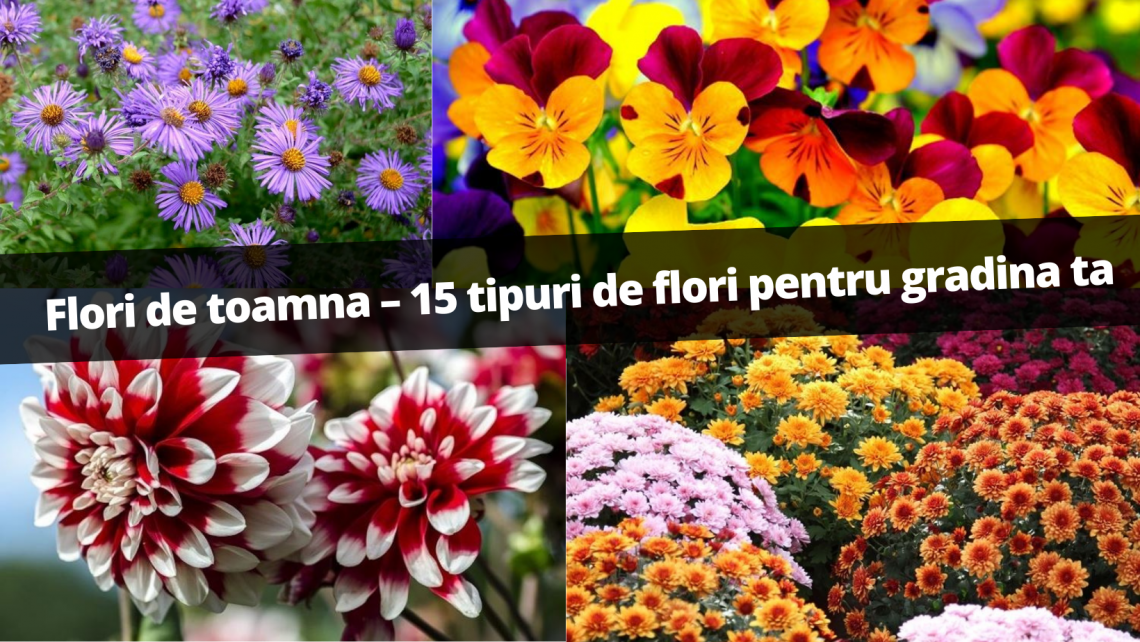 Flori de toamna - 15 tipuri de flori pentru gradina ta - IdeiPractice.ro