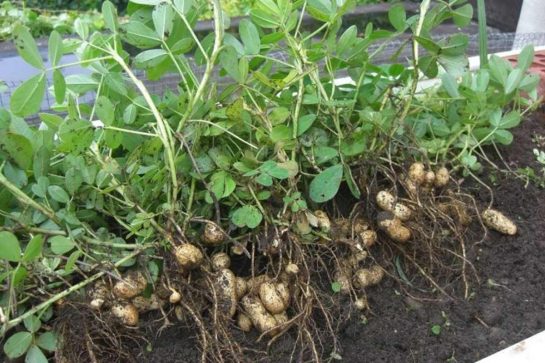 Cum să crești alune de pamant în ghivece - IdeiPractice.ro