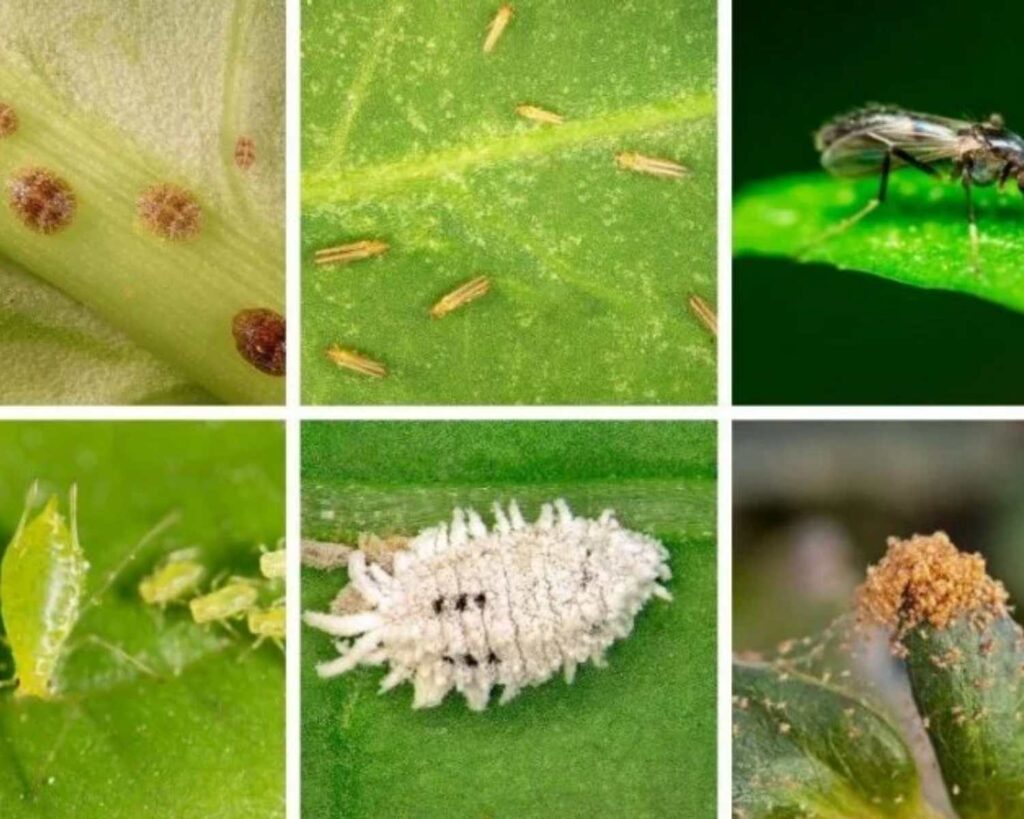 Combaterea afidelor bio: 4 rețete 100% naturale pentru spray-uri anti ...