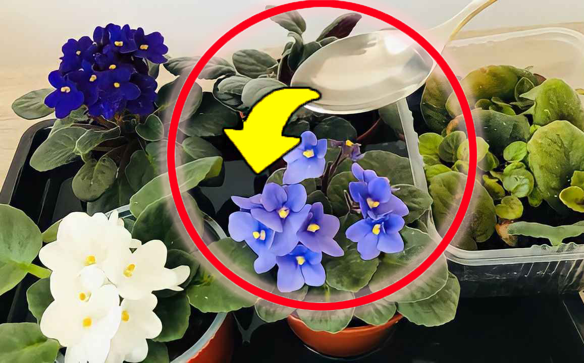 Violete: folosește acest îngrășământ și vor avea o inflorire abundenta ...