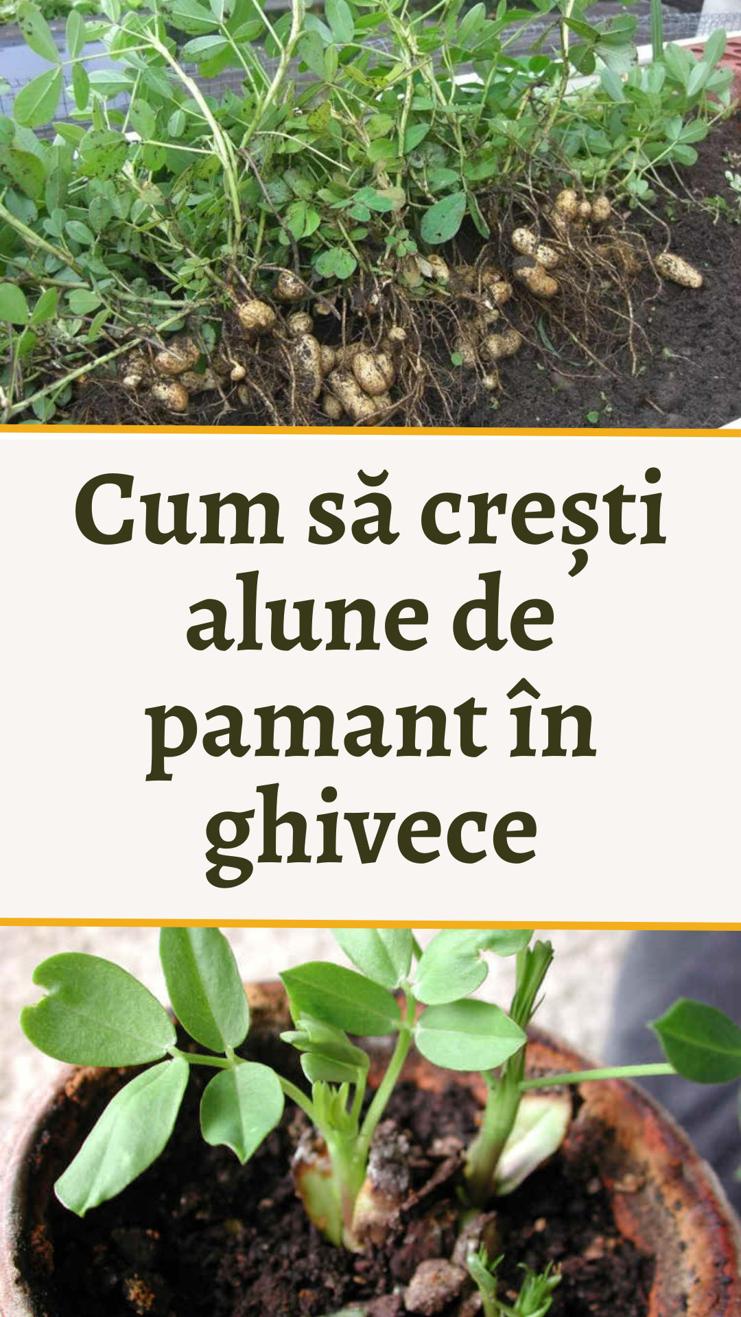 Cum să crești alune de pamant în ghivece - IdeiPractice.ro