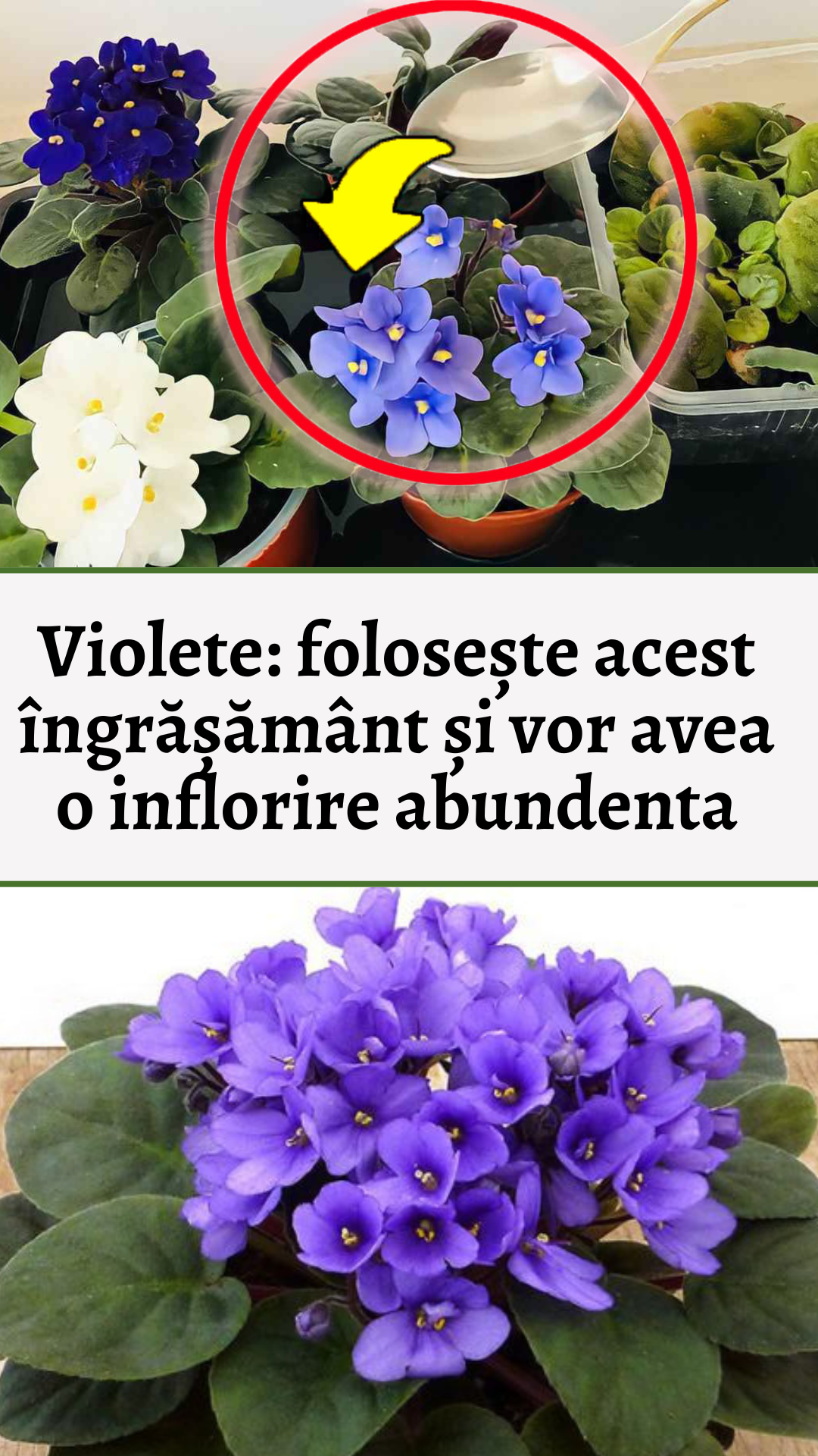 Violete: folosește acest îngrășământ și vor avea o inflorire abundenta ...