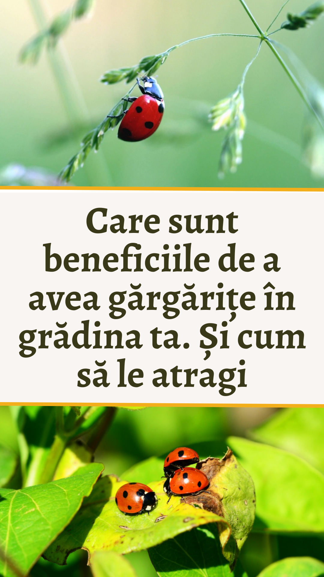 Care sunt beneficiile de a avea gărgărițe în grădina ta. Și cum să le ...