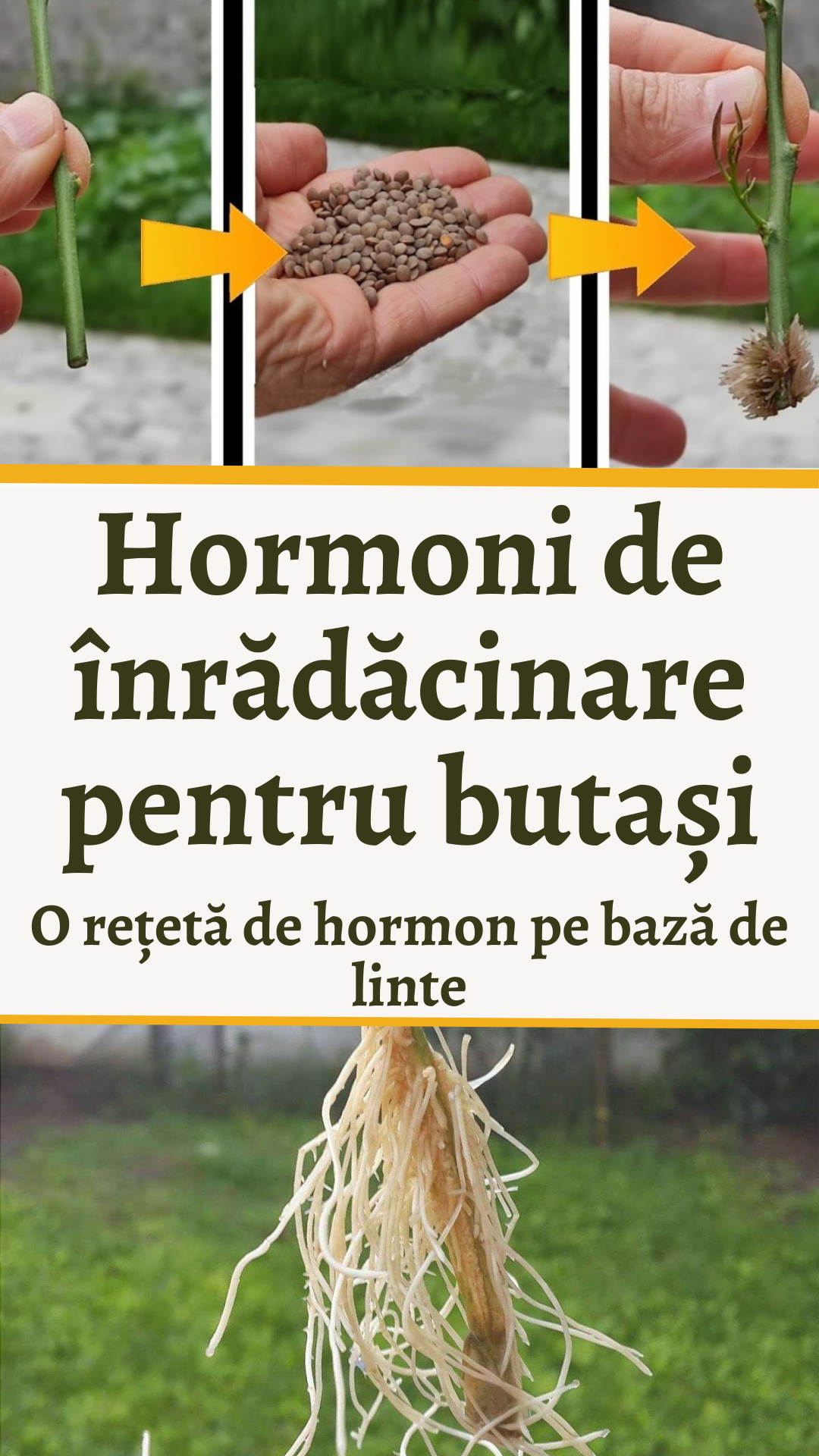 Hormoni de înrădăcinare pentru butași - IdeiPractice.ro